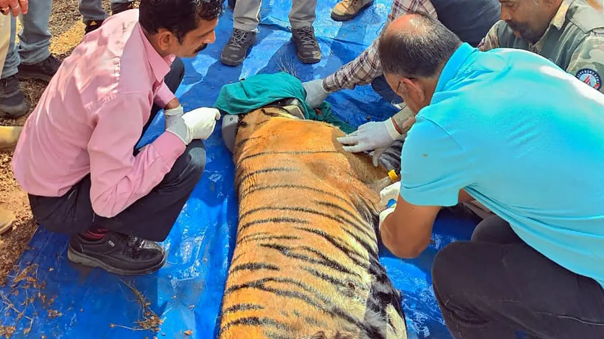 Sariska Tiger Reserve Faces Buffer Cut Amid Boundary ‘Rationalisation’ - Frontline